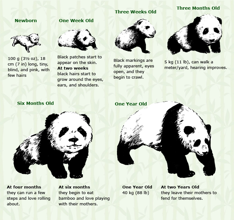 Growing Process From A Baby Panda To A Giant Panda Baby Pandas